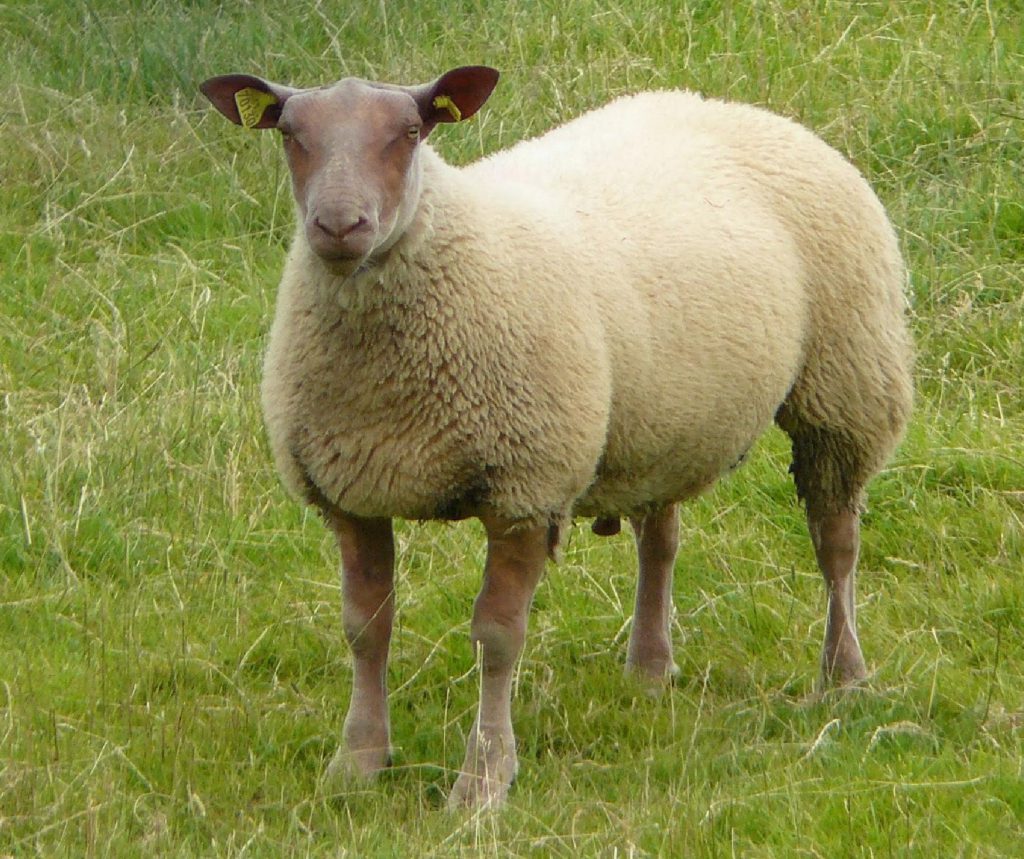 COMMISSION RACIALE ROUGE DE L’OUEST | Elevéo asbl – Service Ovin-Caprin