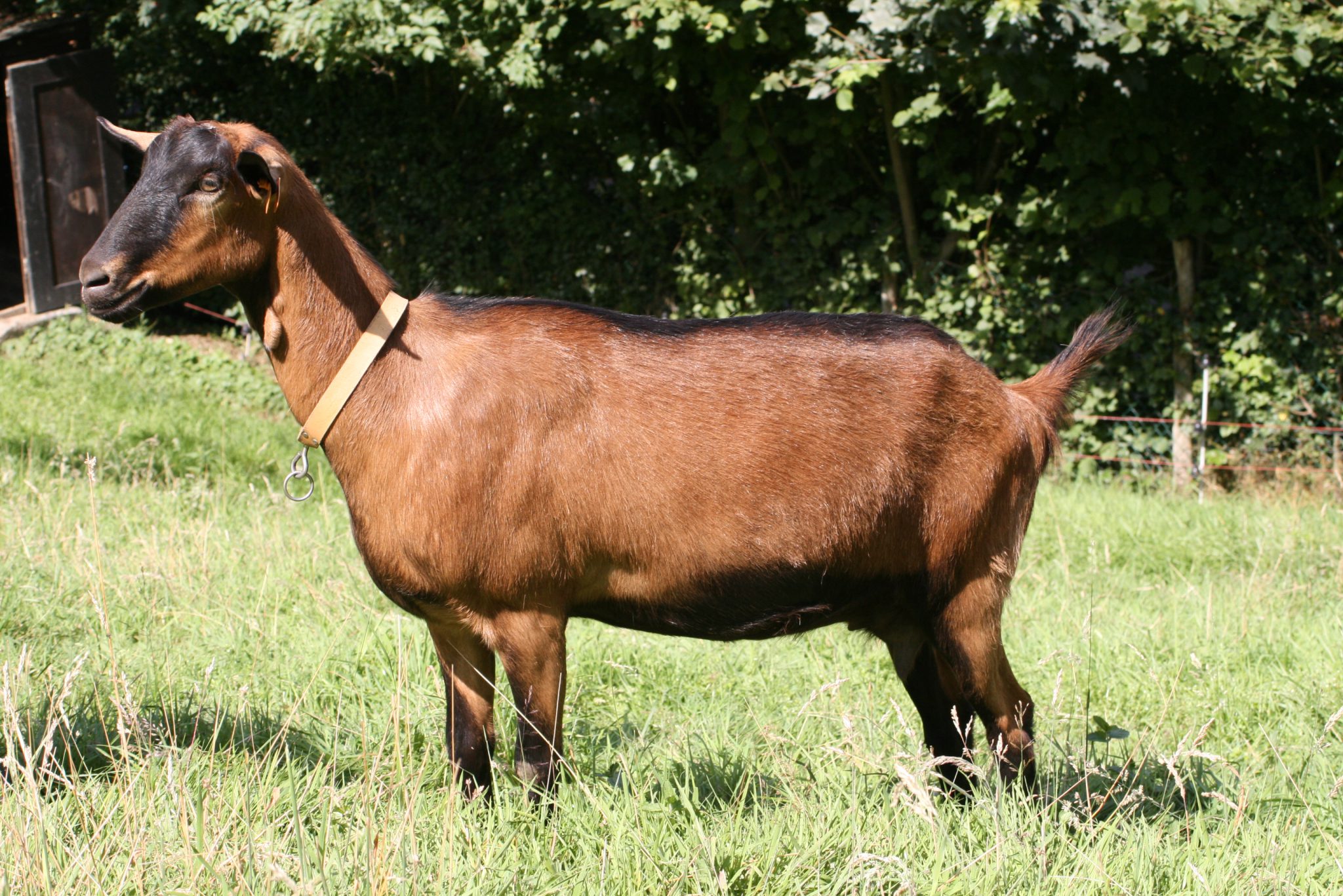 COMMISSION RACIALE CAPRINE | Elevéo asbl – Service Ovin-Caprin